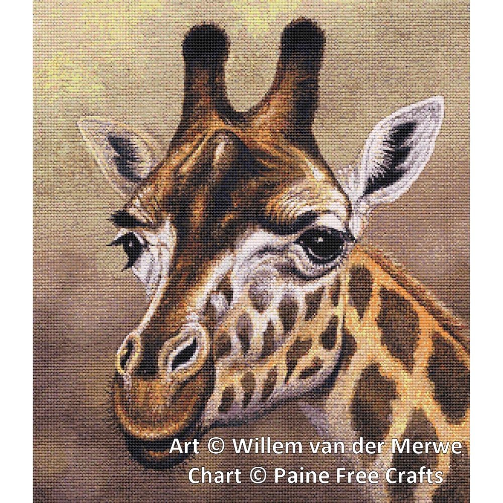Female Giraffe